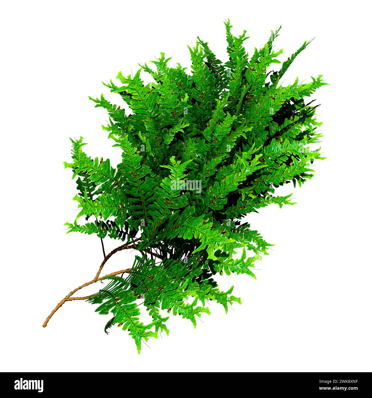 3D rendering of a fern plant isolated on white background Stock Photo ...