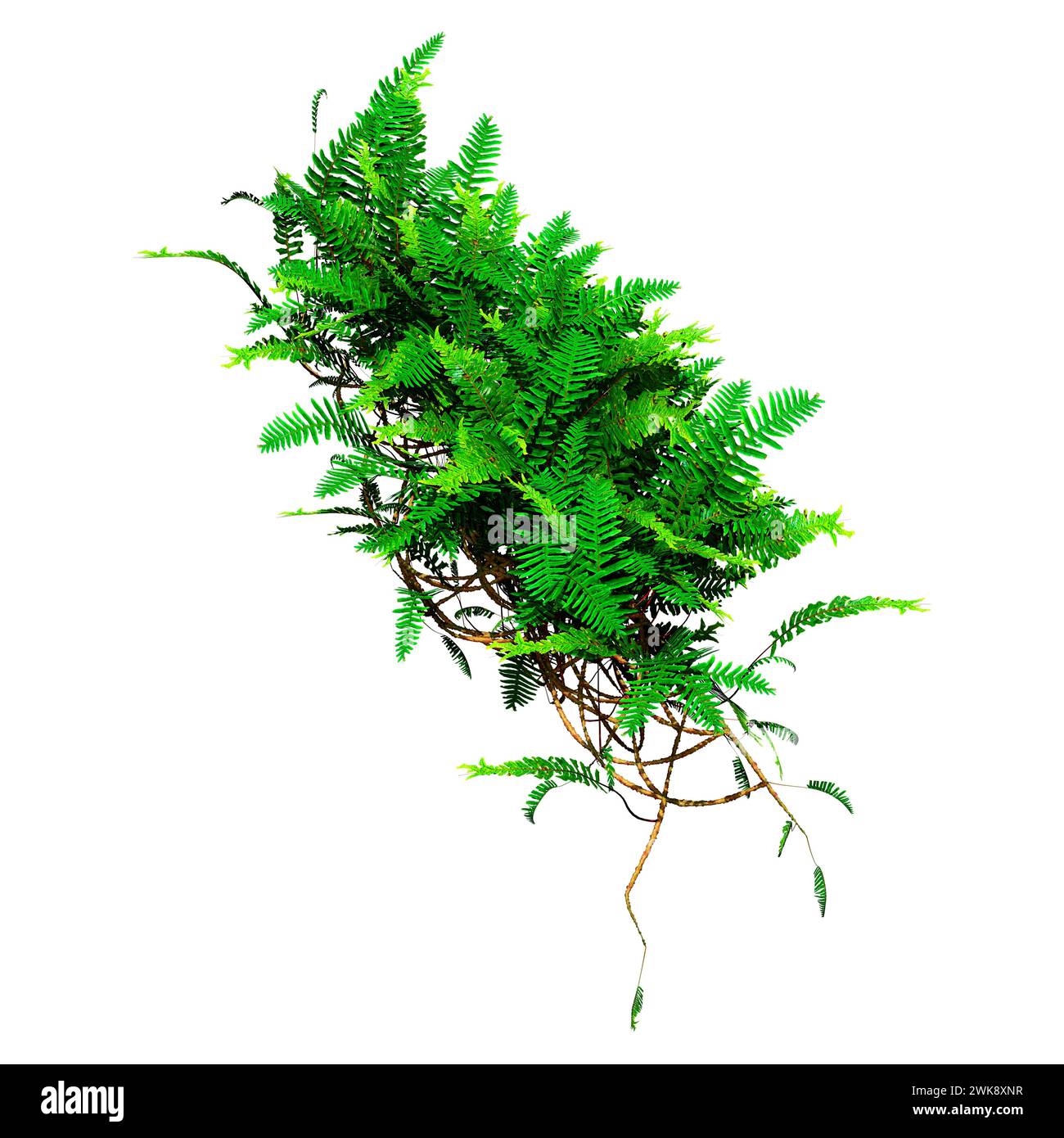 3D rendering of a fern plant isolated on white background Stock Photo ...
