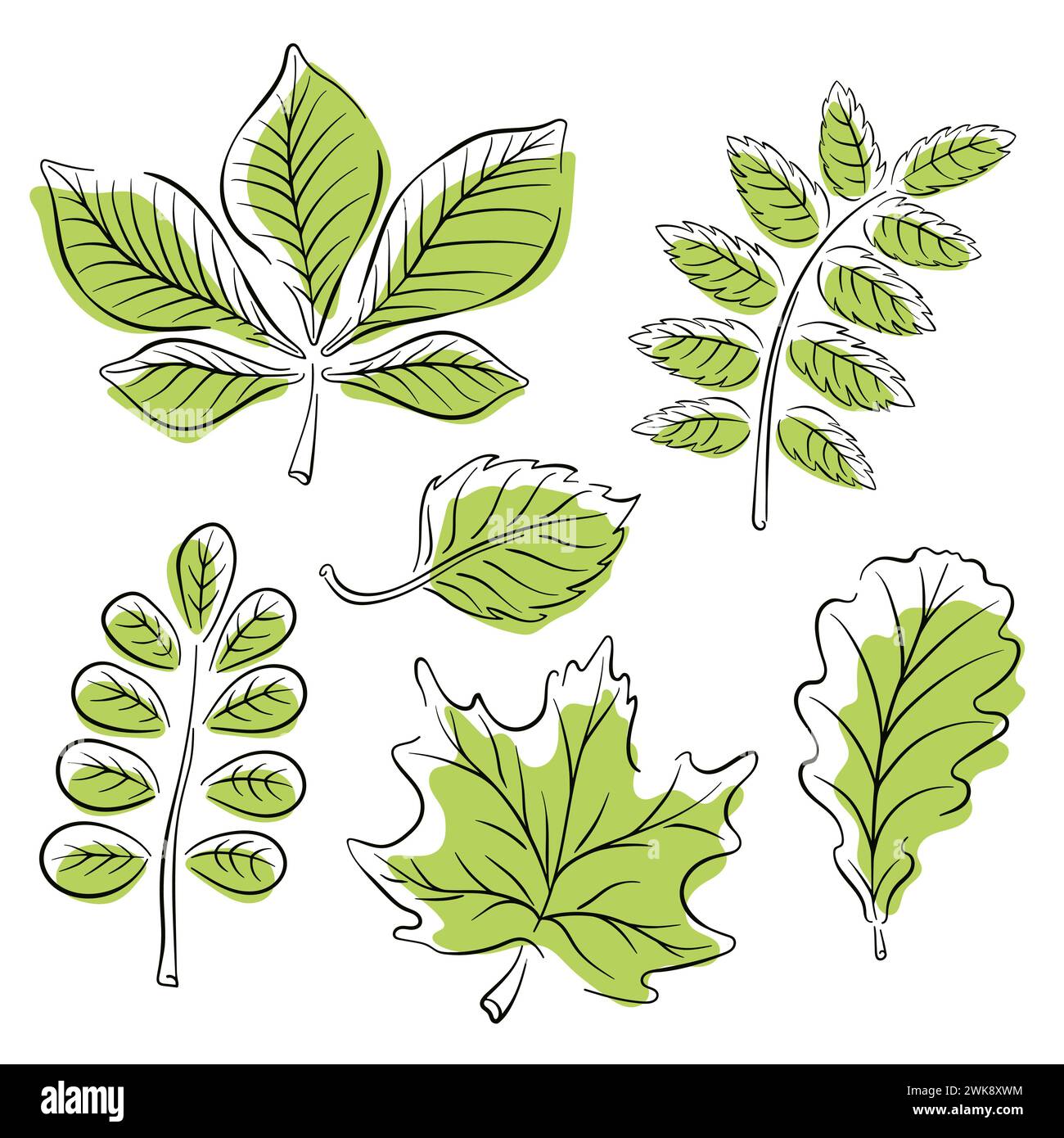 Leaf set in line art style. Minimalist simple plant design of tree ...