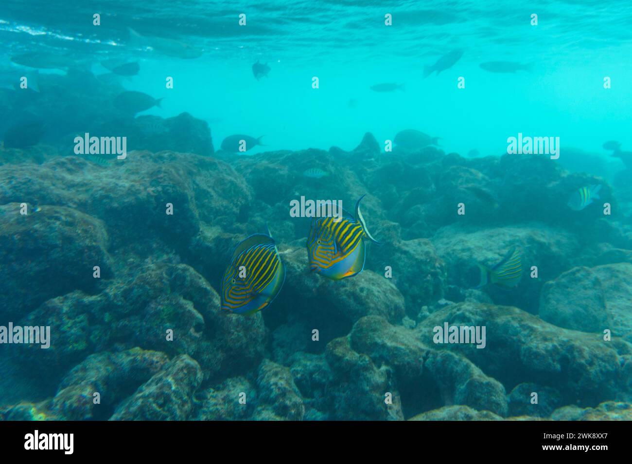 Blue banded surgeonfish (Acanthurus lineatus). Tropical and coral sea ...