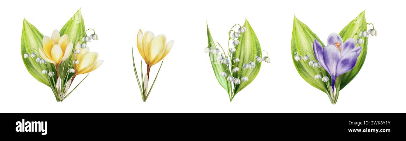 Yellow mountain flowers on Cut Out Stock Images & Pictures - Alamy