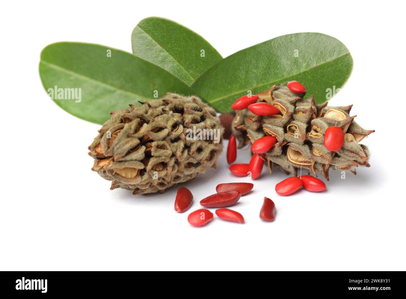 Magnolia Grandifora tree. Fruits cone, green leaves and red seeds on ...