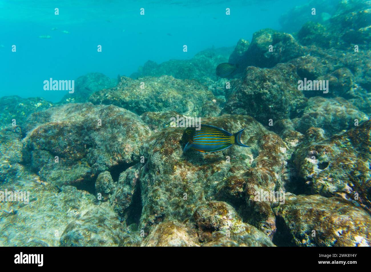 Blue banded surgeonfish (Acanthurus lineatus). Tropical and coral sea ...
