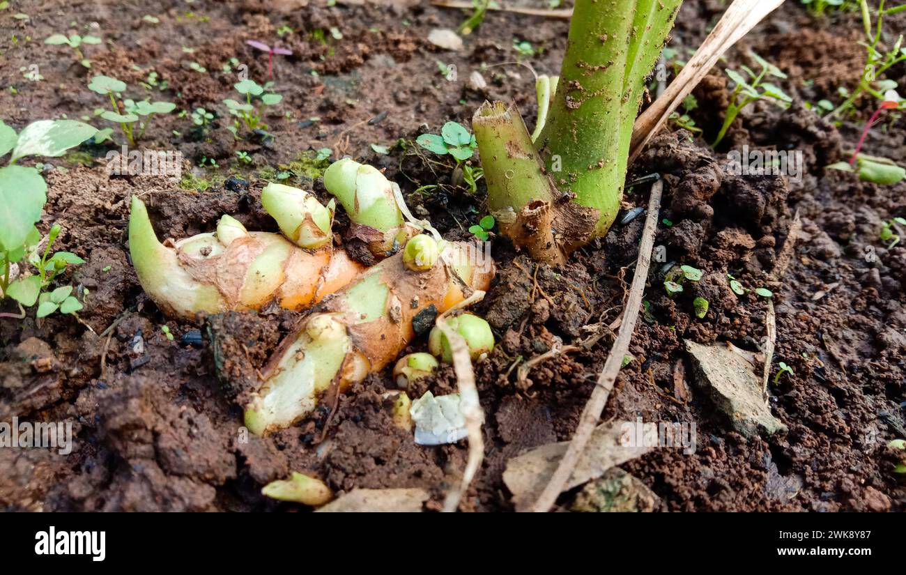 Tree turmeric hi-res stock photography and images - Alamy