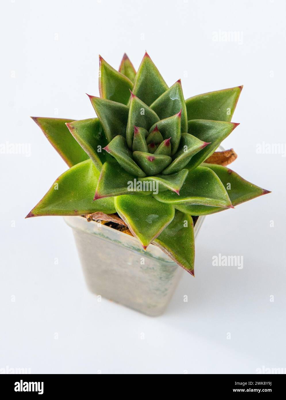 Echeveria agavoides Lipstick plant succulent in pot. Green little ...