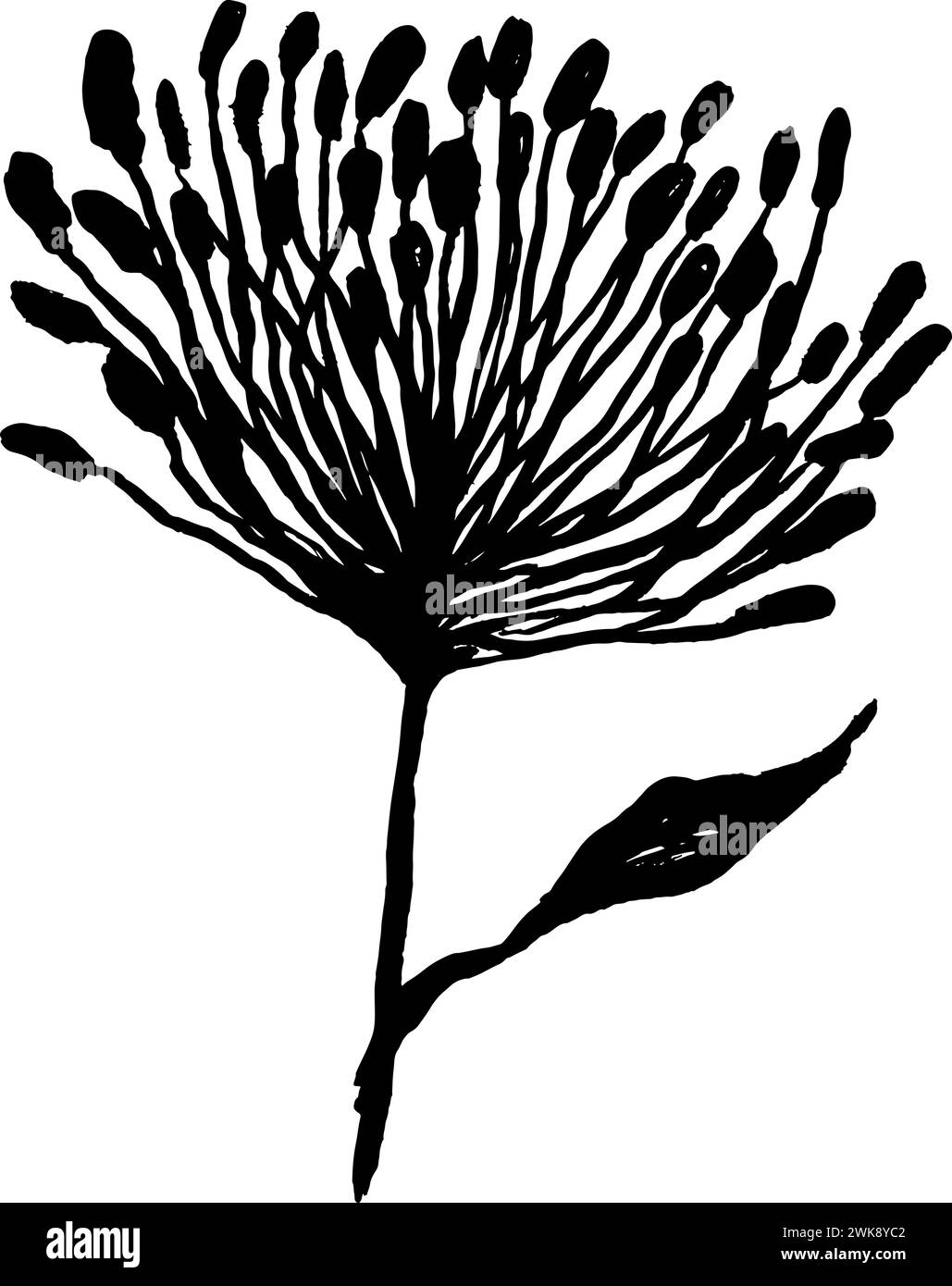 White fluffy wild flower Stock Vector Images - Alamy