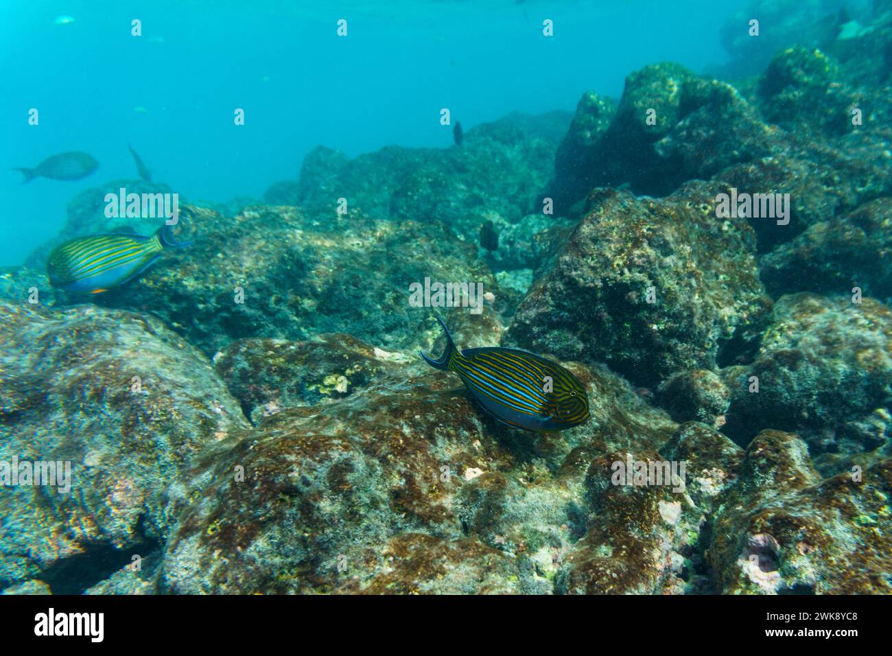 Blue banded surgeonfish (Acanthurus lineatus). Tropical and coral sea ...