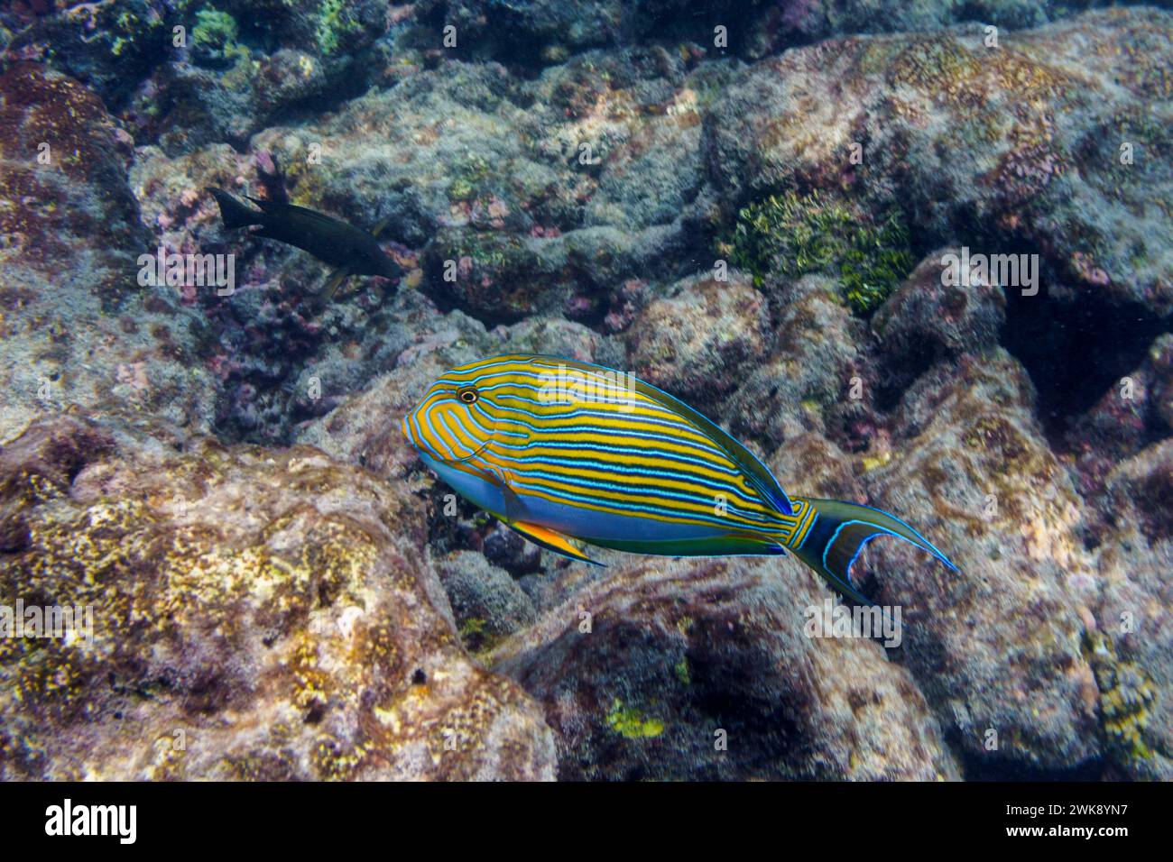 Blue banded surgeonfish (Acanthurus lineatus). Tropical and coral sea ...