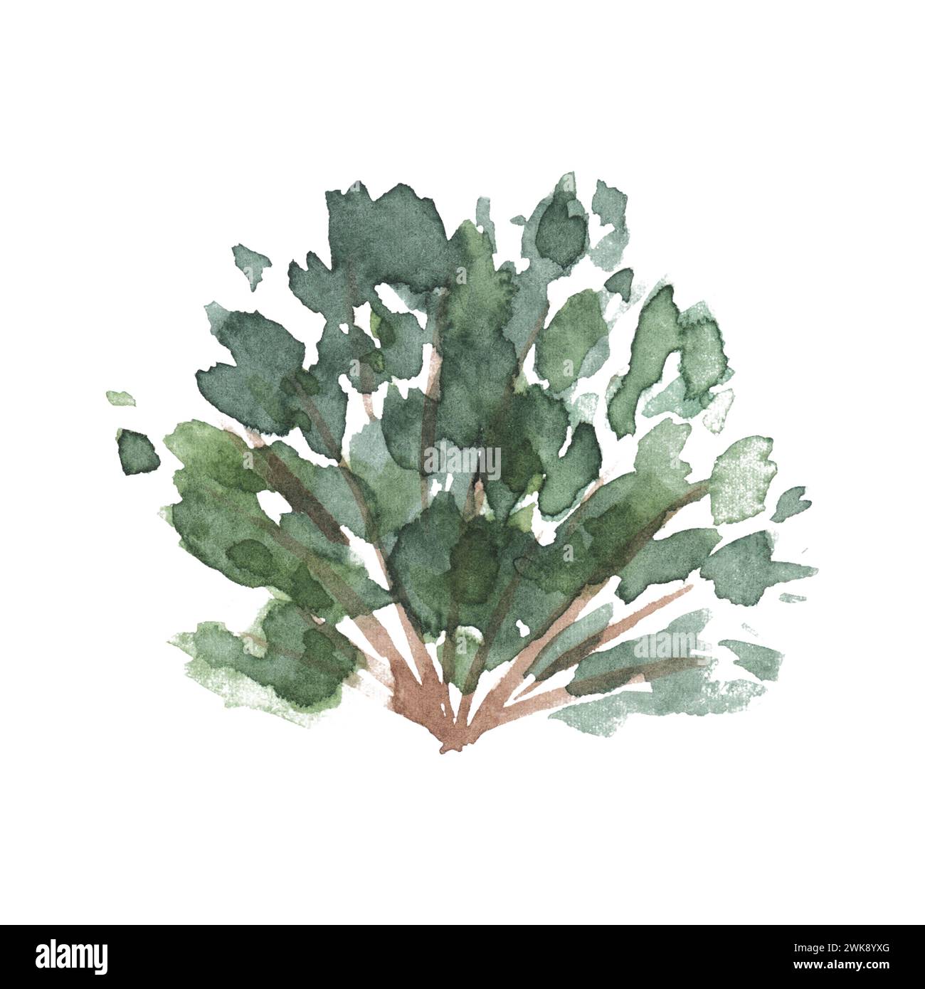 Watercolor hand drawn illustration of green bush isolated on white ...