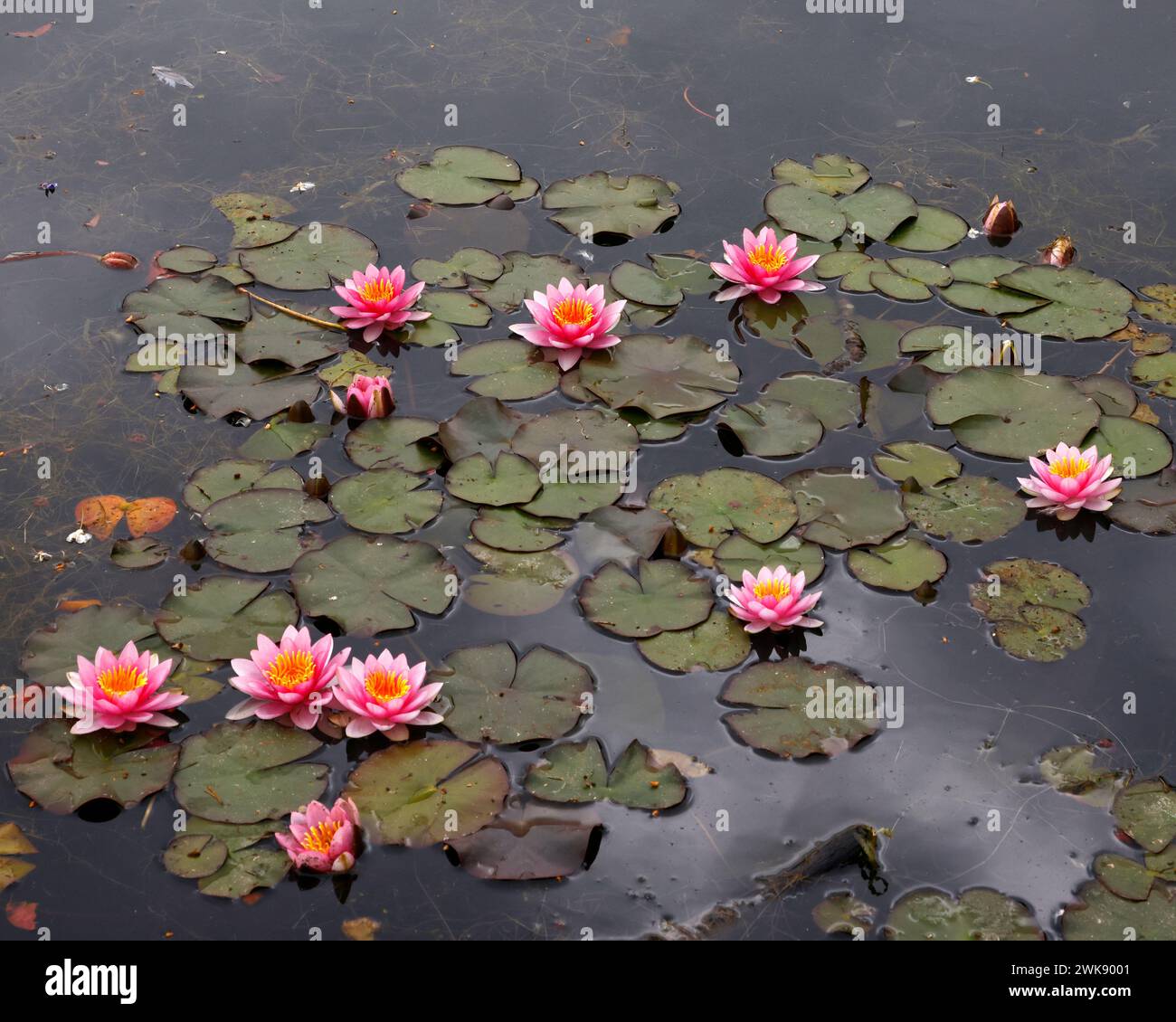 Closeup of the pink flowers and floating leaves of the garden aquatic ...