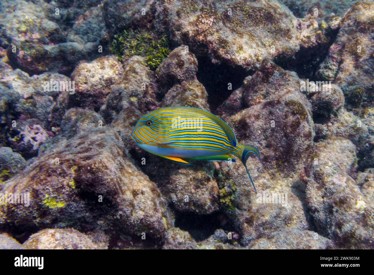 Blue banded surgeonfish (Acanthurus lineatus). Tropical and coral sea ...