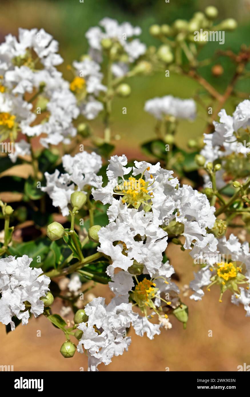 Crape myrtle flowers (Lagerstroemia indica) on tree Stock Photo - Alamy