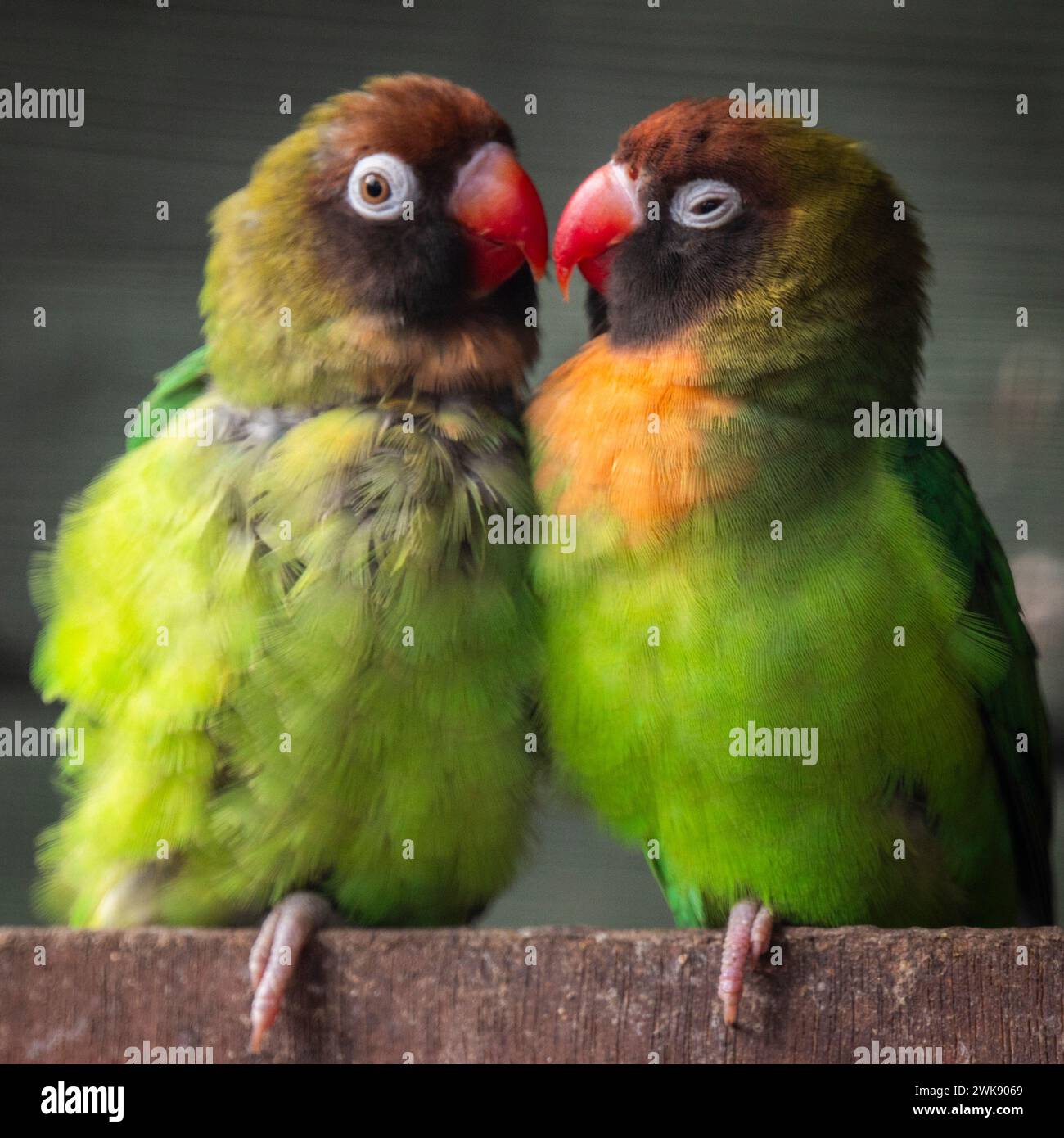 Bird Gardens, UK. 16th Feb, 2024. Oxton, Scottish Borders, Scotland ...