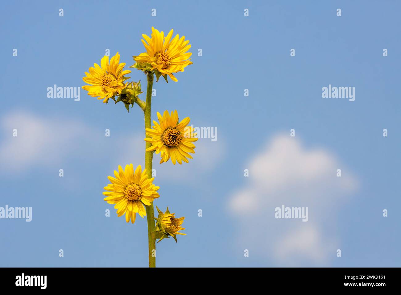 The multiple yellow daisies of a single compass plant reach into the ...