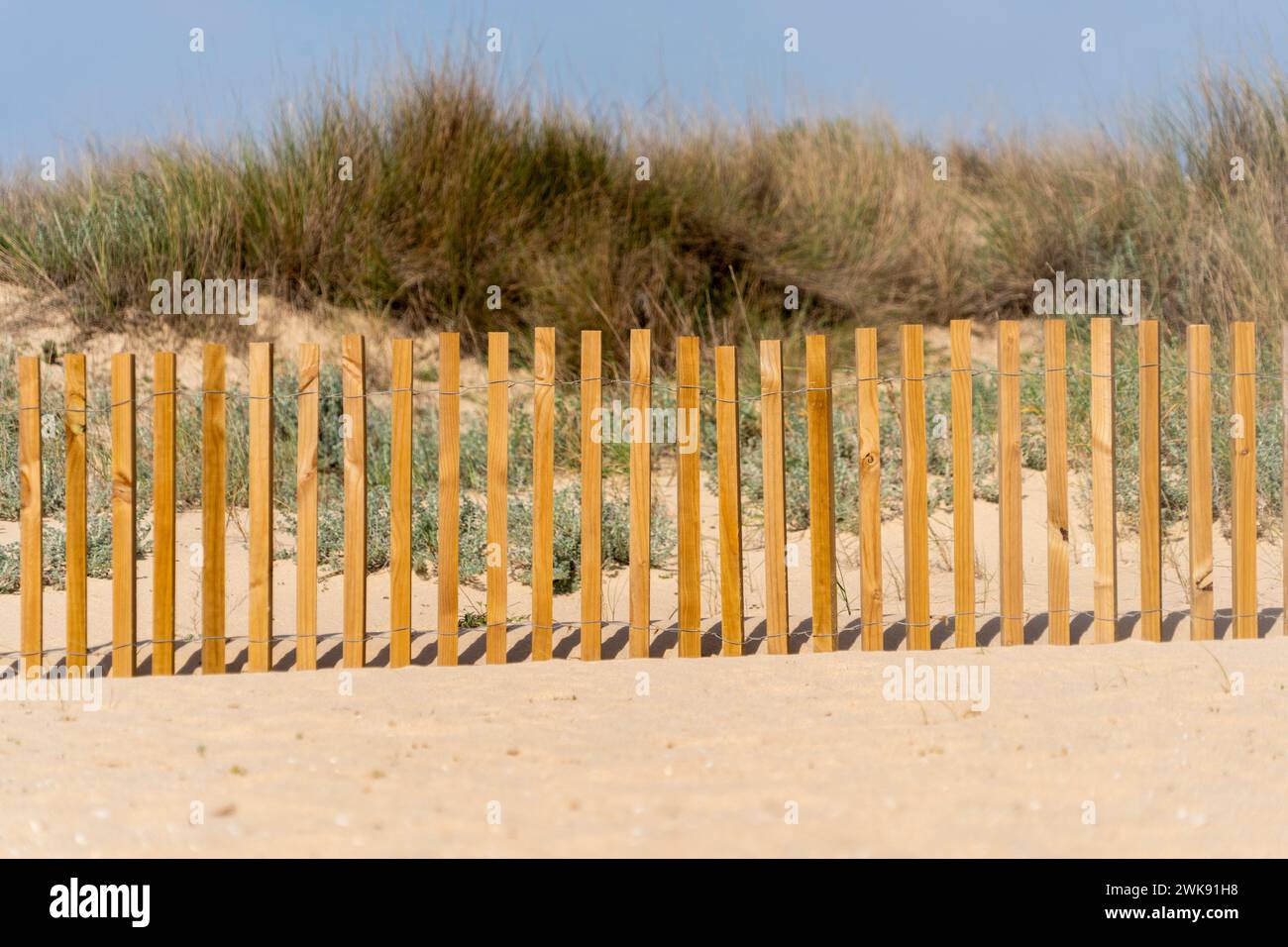 Beach fencing, dune construction and strengthening with wood and sea ...