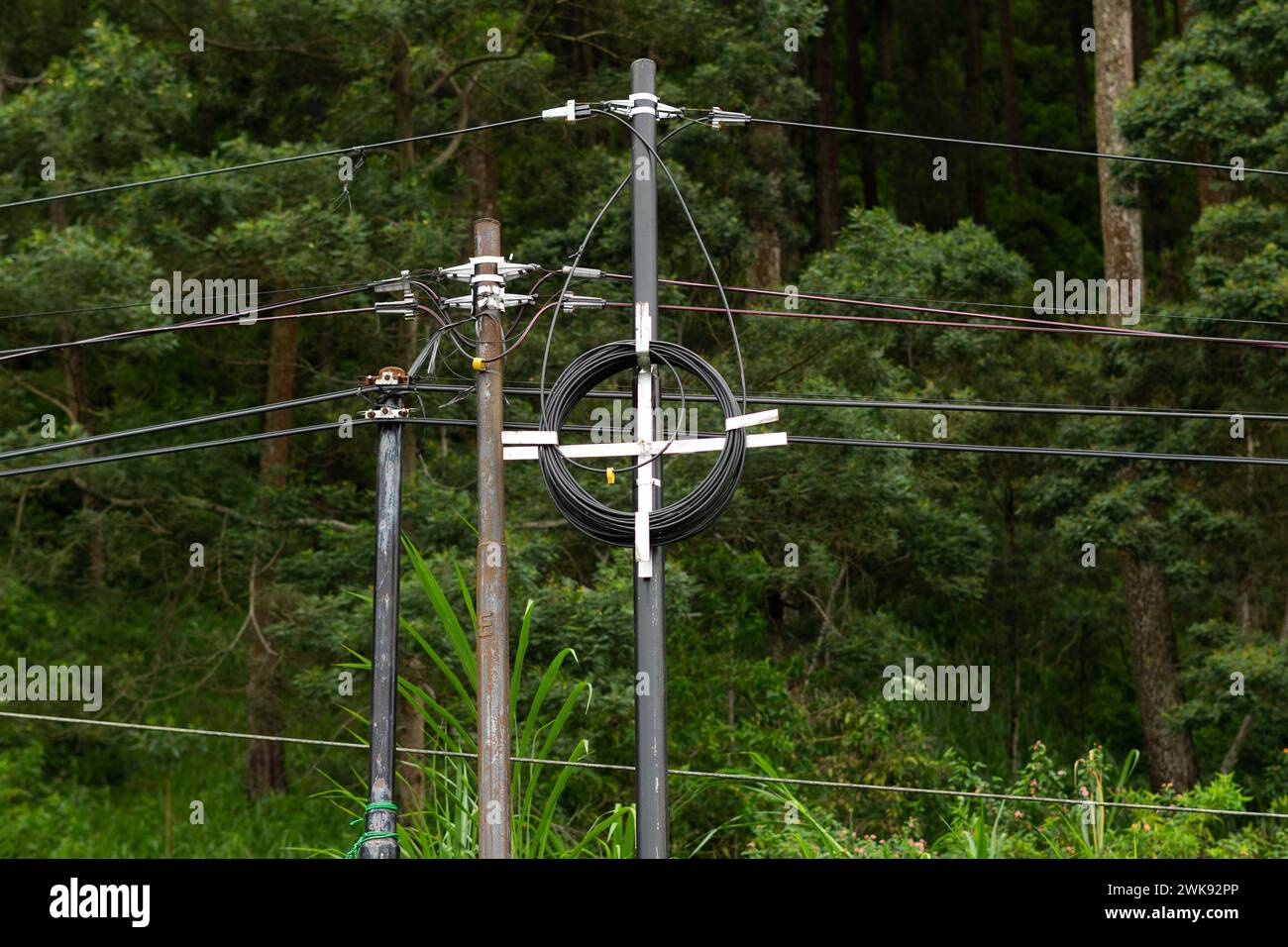 Fiber optic and electric cables installation poles in a remote forest ...