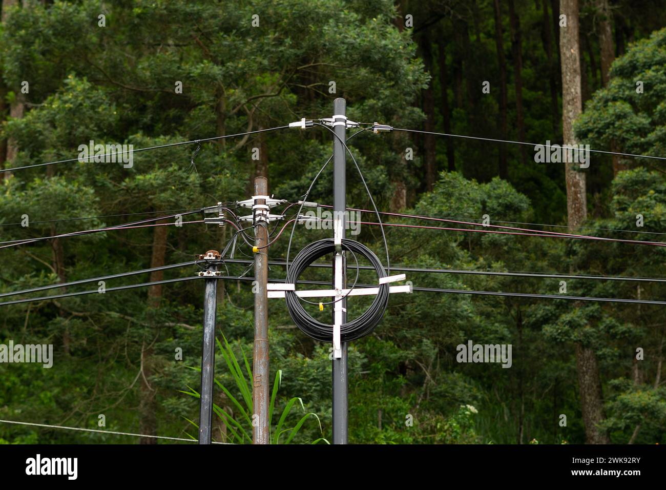 Fiber optic and electric cables installation poles in a remote forest ...