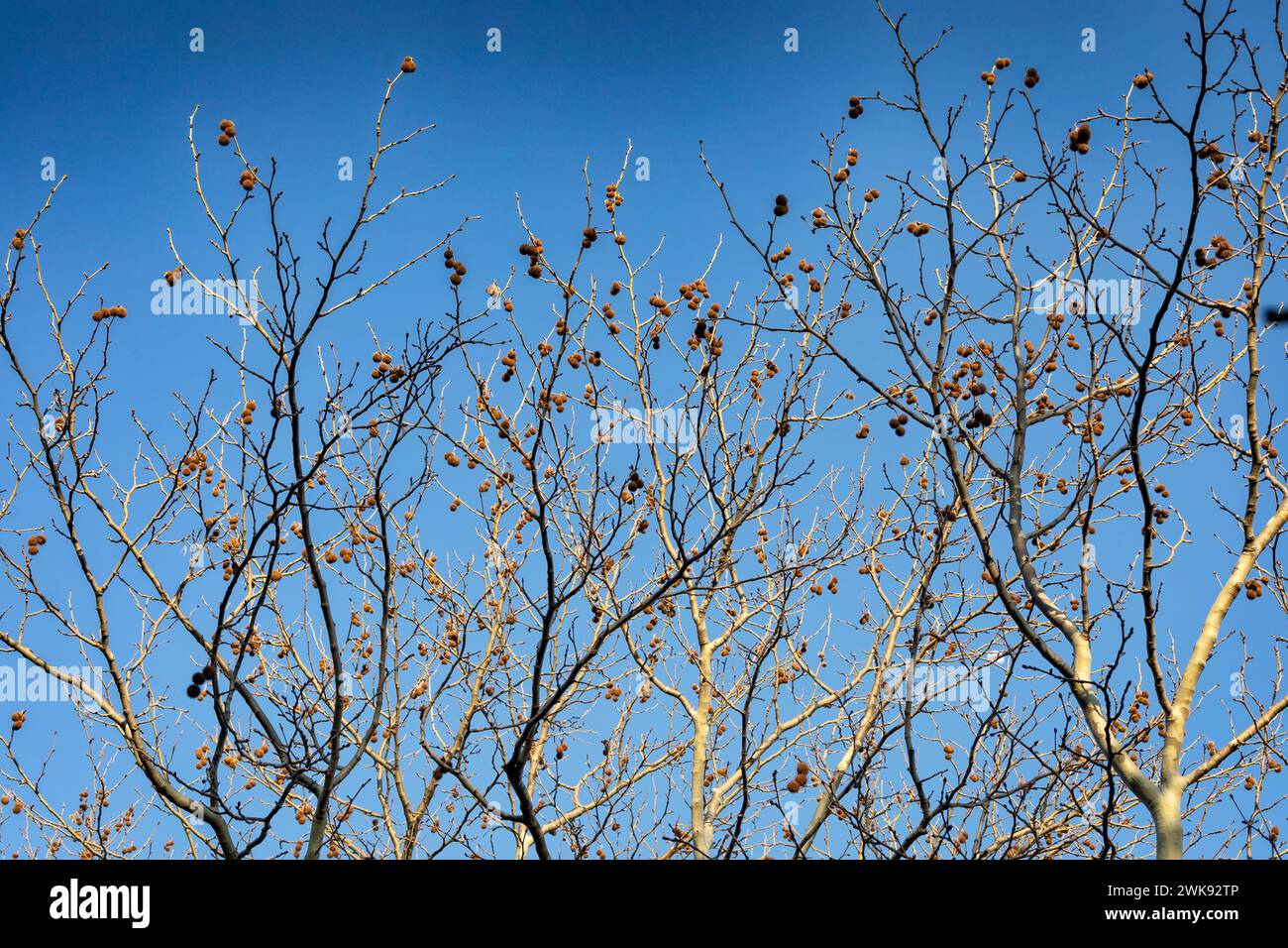 Branch of a maple tree with seed pods against the blue sky in winter ...