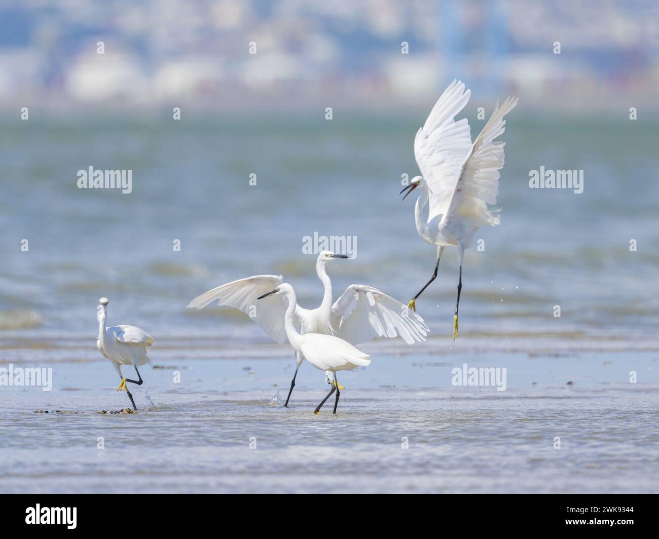 Two Little Egrets fighting on the beach, sunny day in northern France ...