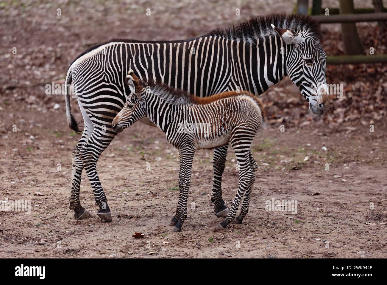 Nuremberg, Germany. 19th Feb, 2024. Offspring among the Grevy's zebras ...