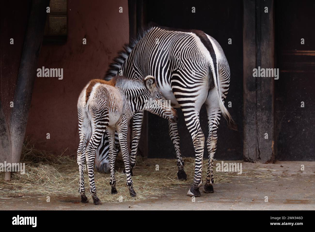 Nuremberg, Germany. 19th Feb, 2024. Offspring among the Grevy's zebras ...