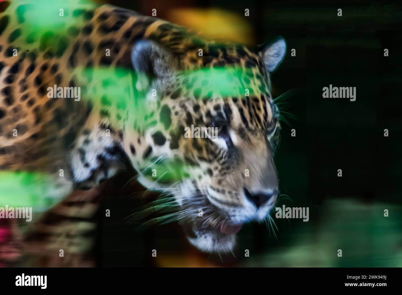 Brazil, Belem Jaguar in the zoo and botanical garden in the center of ...