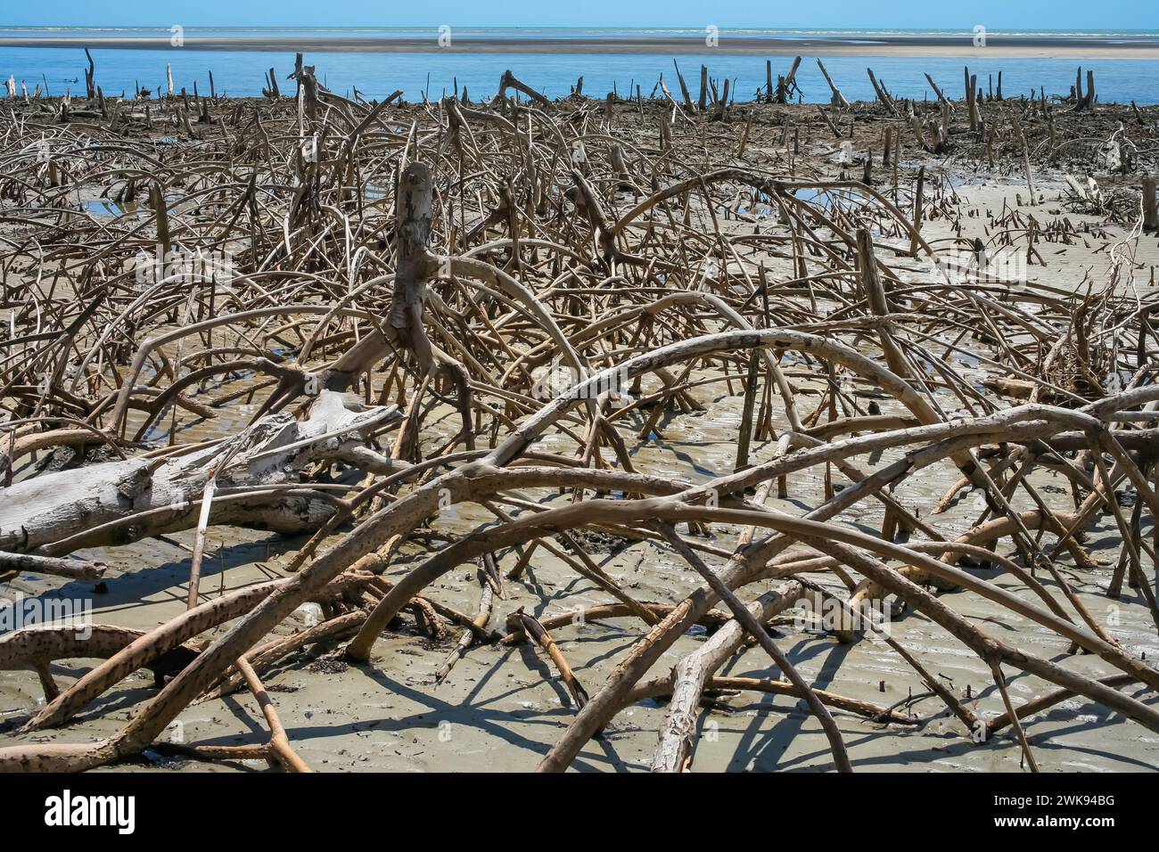 Brazil State Ceara, a field of dead mangrove trees with air roots in ...