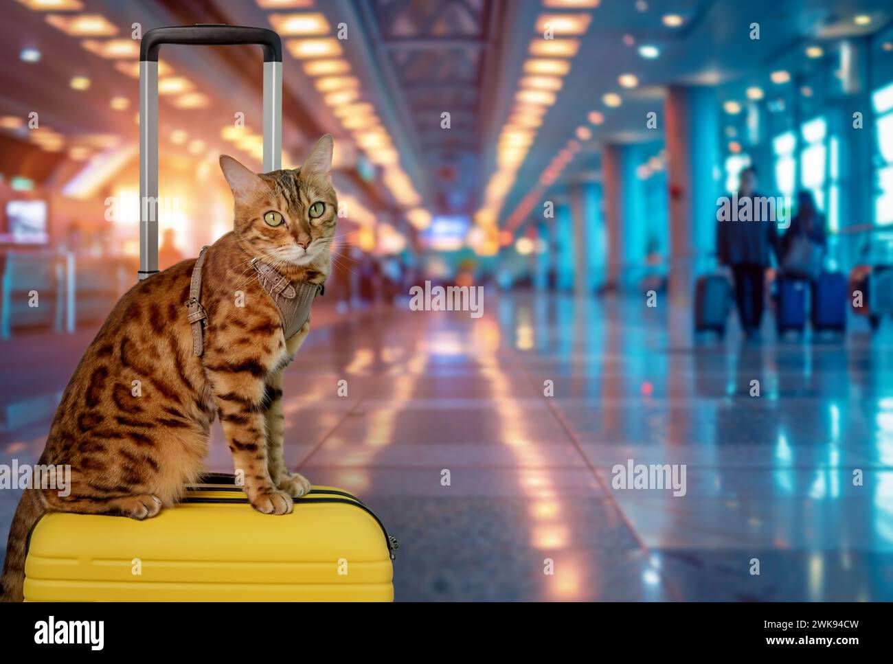 A Bengal cat sits on a suitcase against the backdrop of an airport ...
