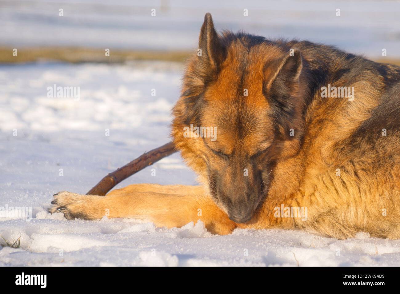 German shepherd dog snowball hi-res stock photography and images - Alamy