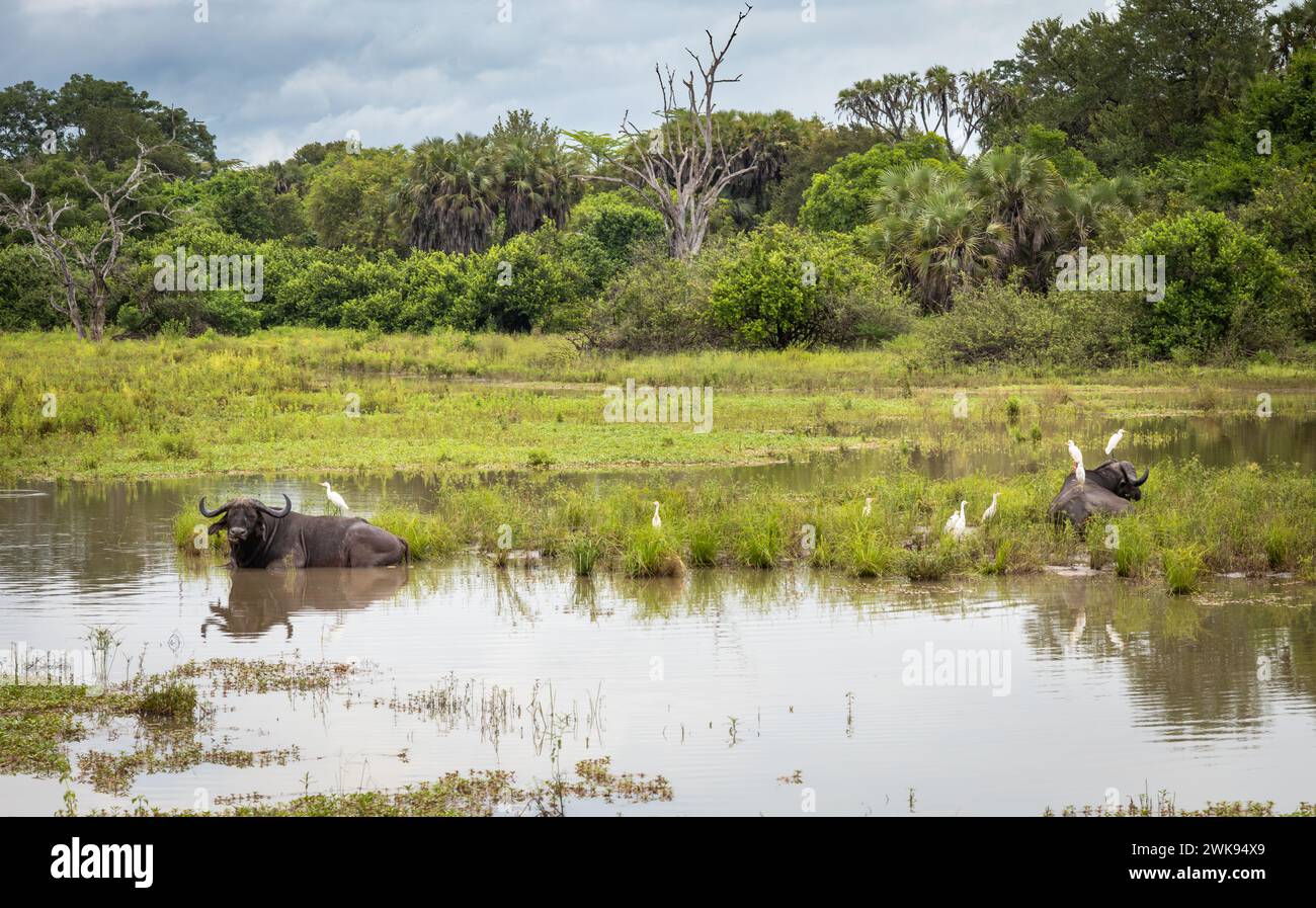 African buffalo egret in hi-res stock photography and images - Alamy