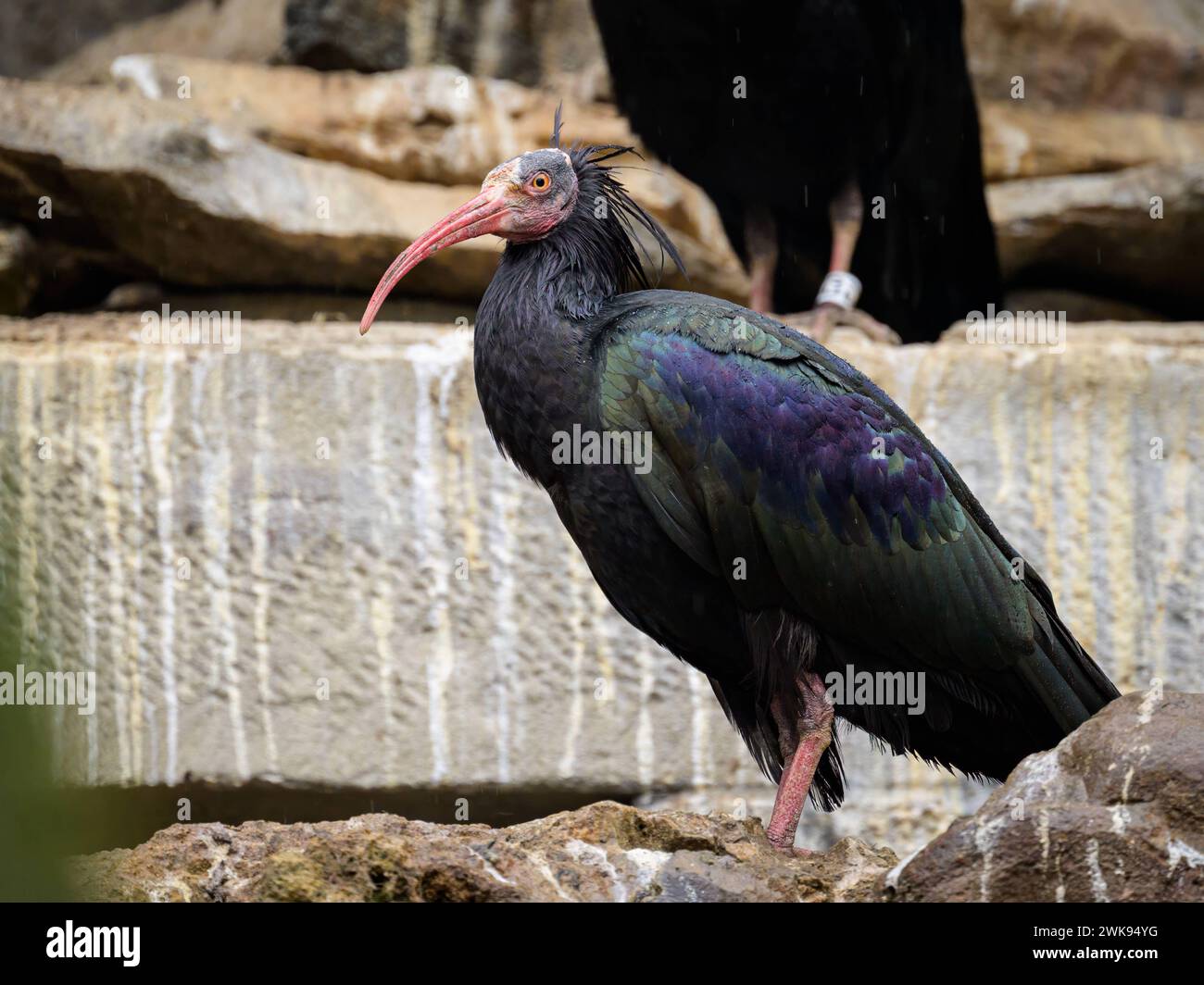 A Northern Bald Ibis Geronticus eremita sitting on a wall, cloudy day ...