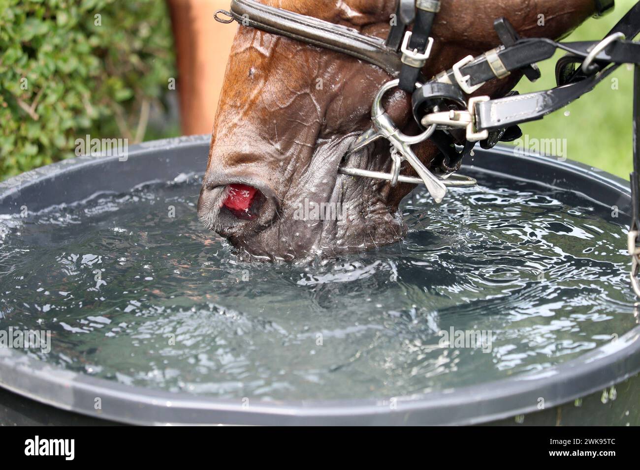 Horse drinking water from bucket hi-res stock photography and images ...