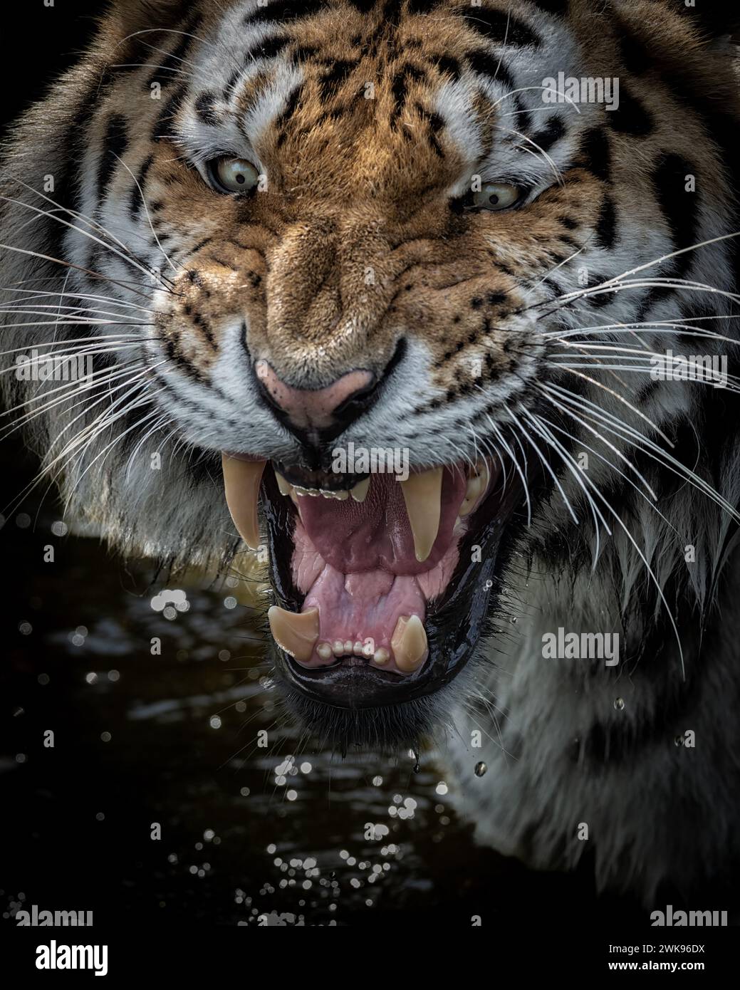A fierce Siberian tiger baring its sharp teeth in a threatening display Stock Photo - Alamy