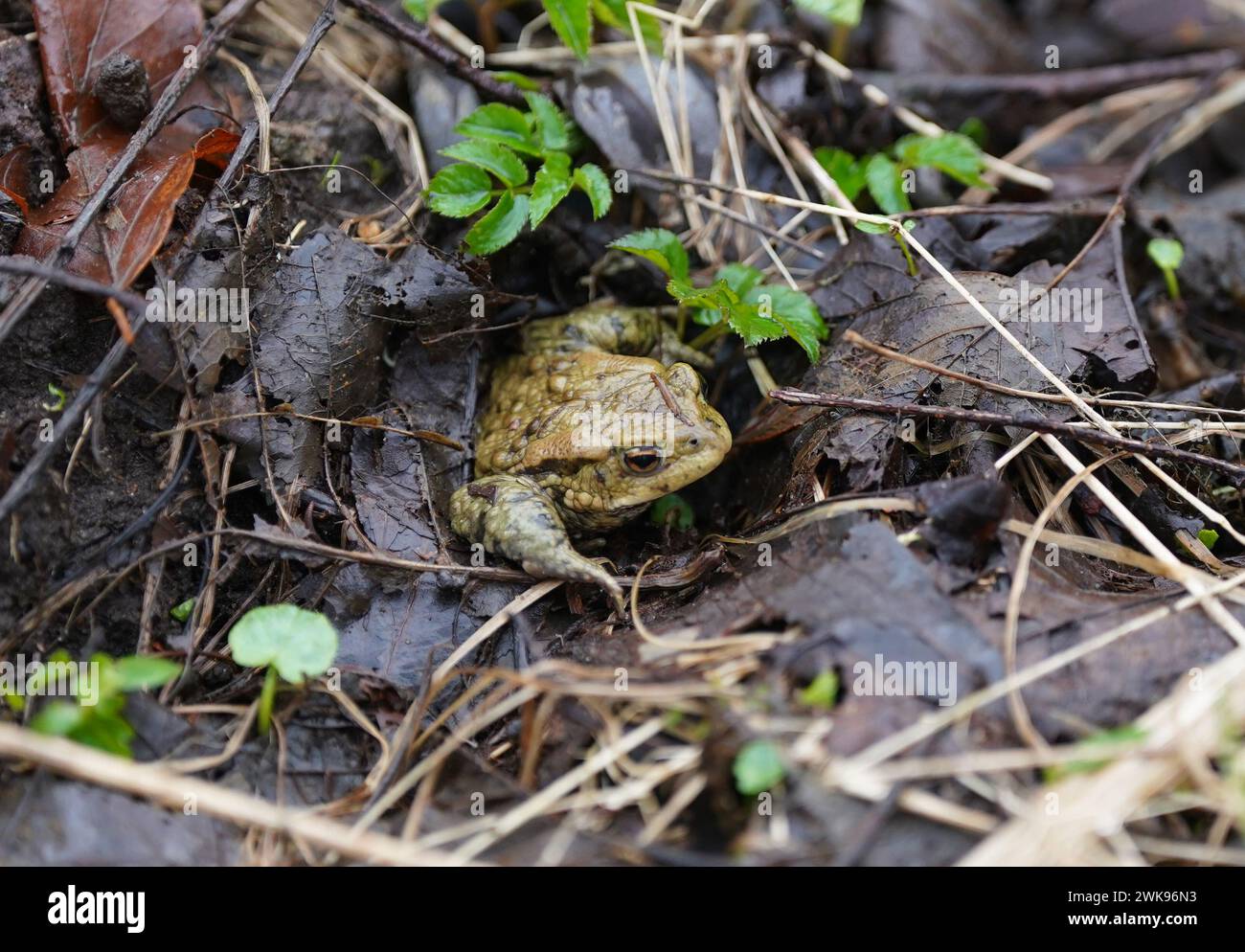 Hamburg, Germany. 19th Feb, 2024. PRODUCTION - 19 February 2024 ...