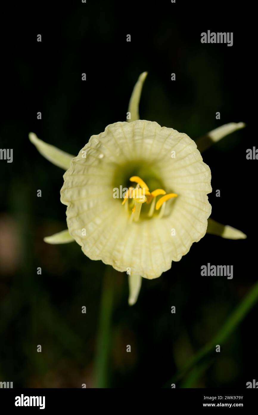 Sticky stigma of the tip of the pistil of a flower with pollen upright Stock Photo - Alamy