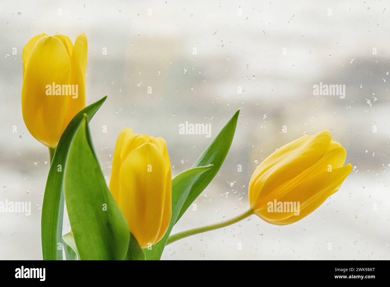Beautiful yellow tulips by the window with raindrops, looking outside ...