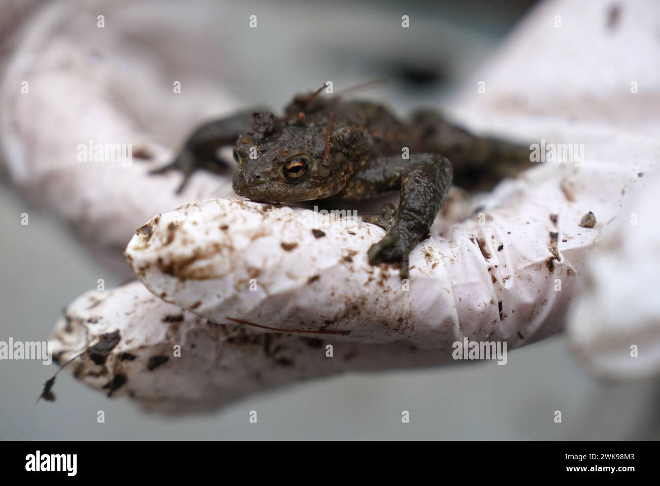 PRODUCTION - 19 February 2024, Hamburg: A helper from the Nabu nature ...