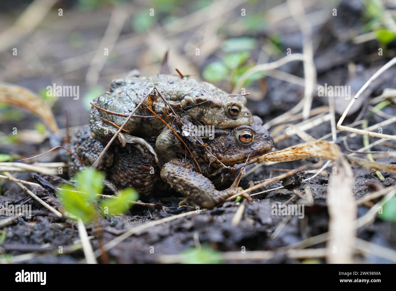 PRODUCTION - 19 February 2024, Hamburg: A male common toad has clung to ...