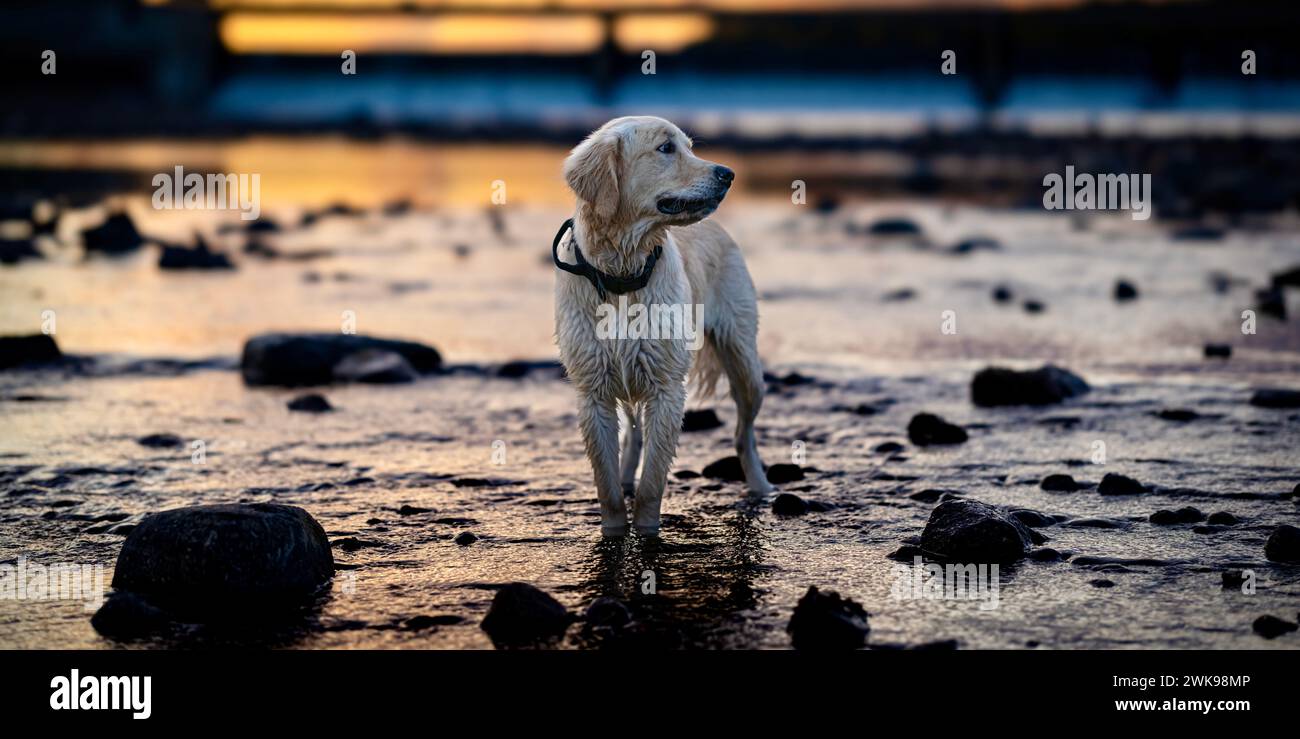 Standing in shallow water at sunset hi-res stock photography and images ...