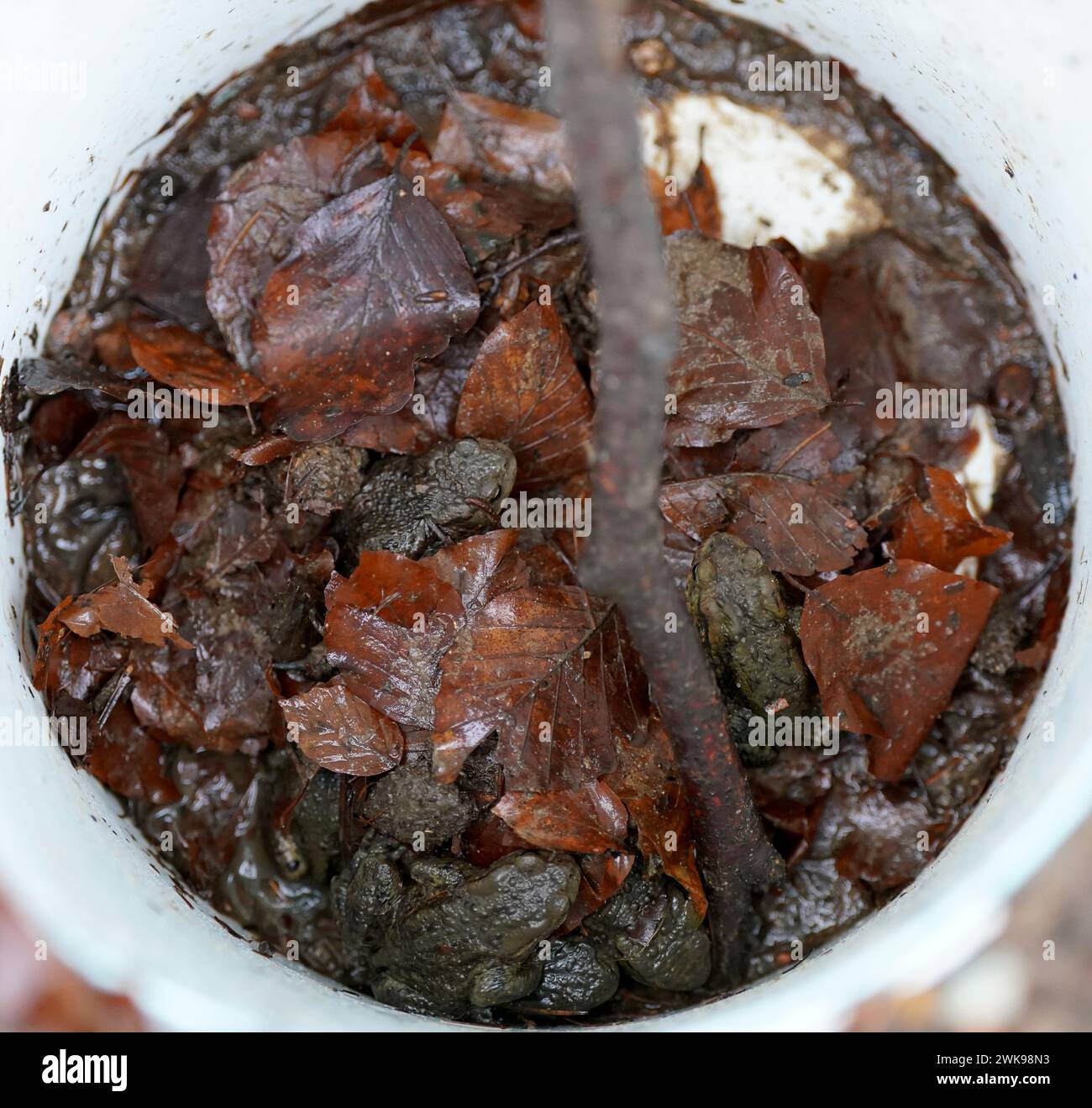 PRODUCTION - 19 February 2024, Hamburg: Captured common toads sit in a ...
