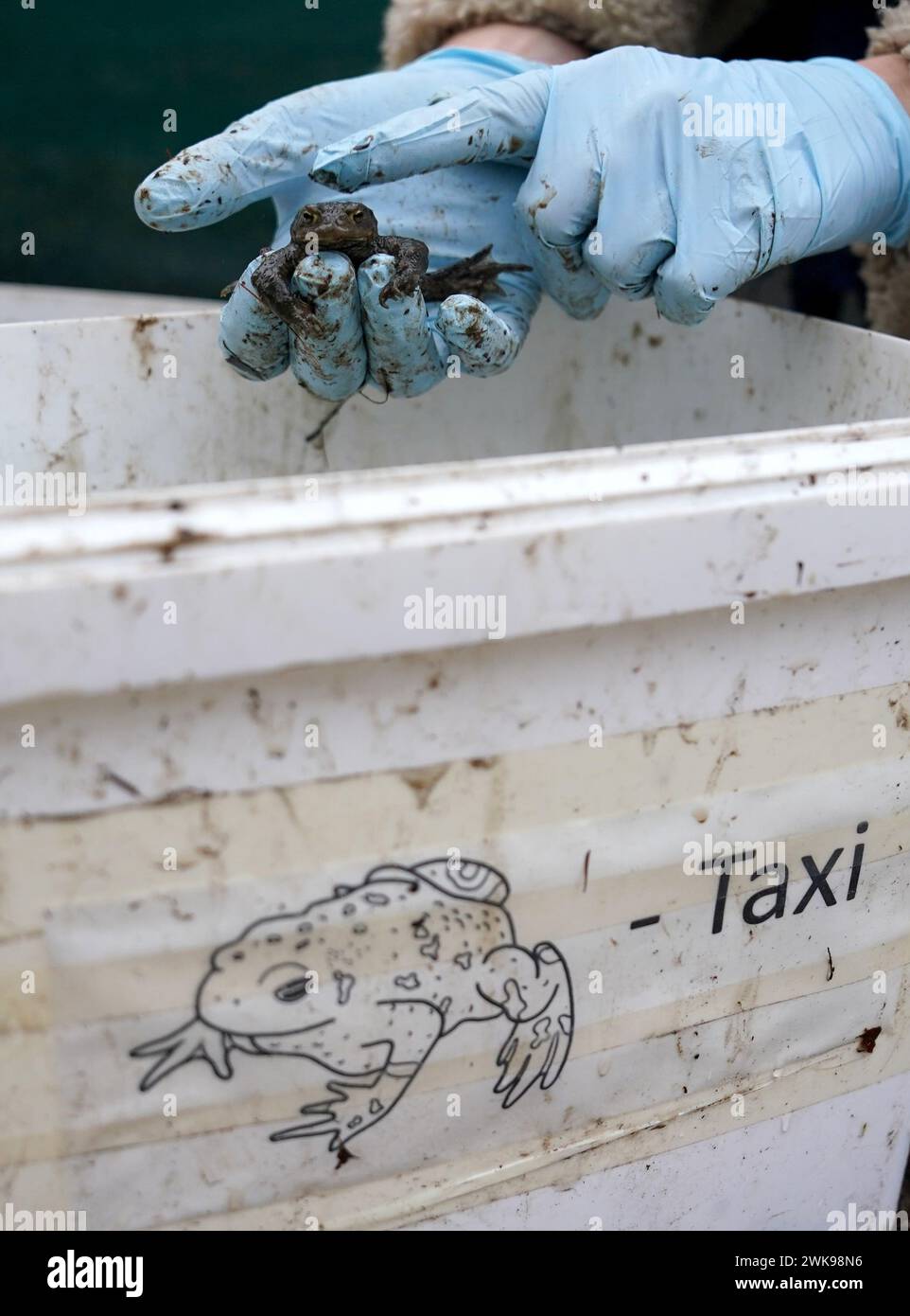 Frogs in a bucket hi-res stock photography and images - Alamy