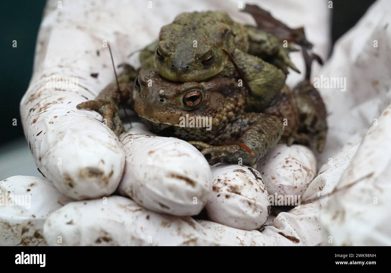 Frogs in a bucket hi-res stock photography and images - Alamy