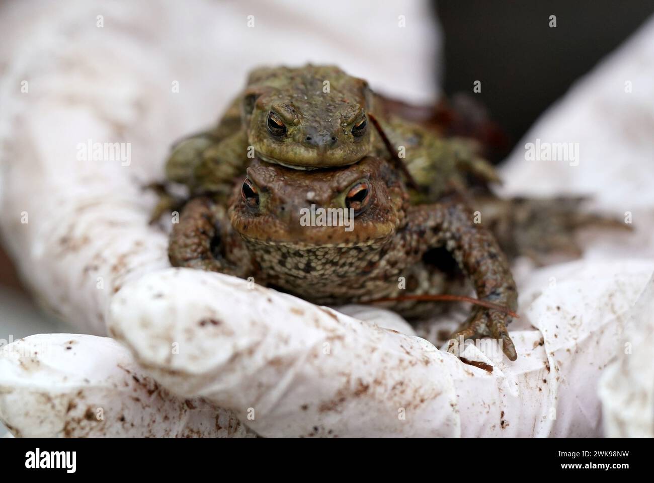 Back oth cross hi-res stock photography and images - Alamy