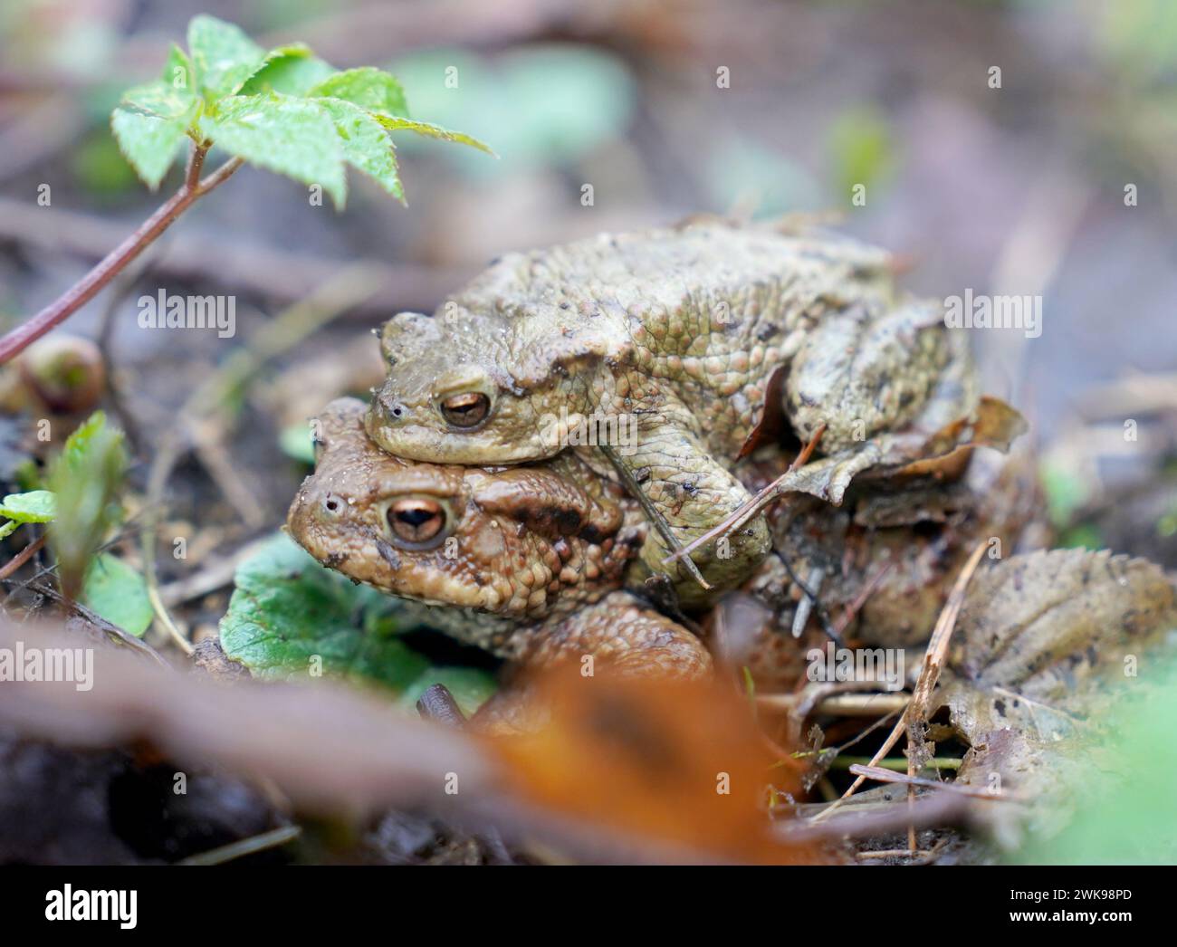 PRODUCTION - 19 February 2024, Hamburg: A male common toad has clung to ...
