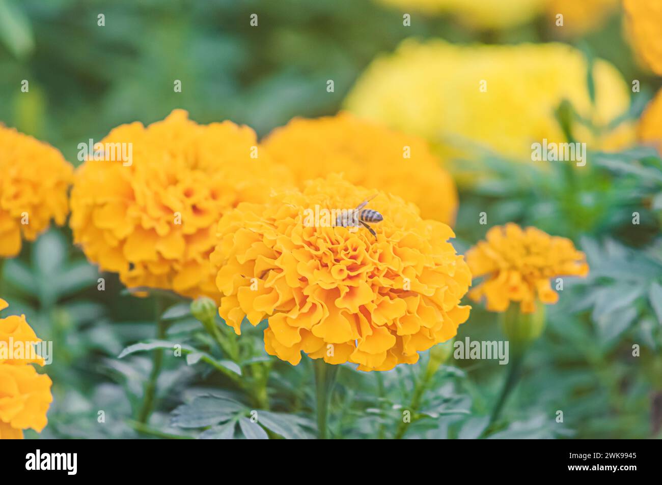 Yellow flowers with a bee eating pollen, Apis mellifera Stock Photo - Alamy