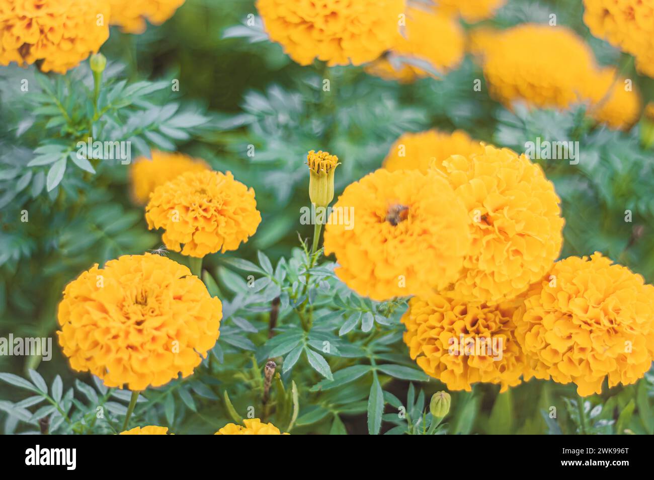 Yellow flowers with a bee eating pollen, Apis mellifera Stock Photo - Alamy