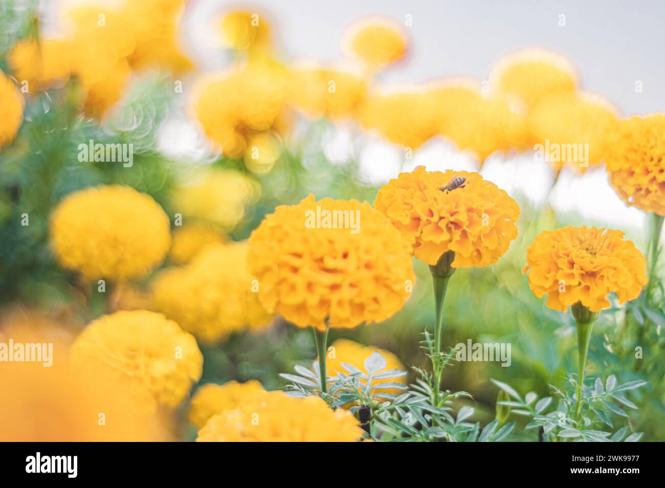 Yellow flowers with a bee eating pollen, Apis mellifera Stock Photo - Alamy