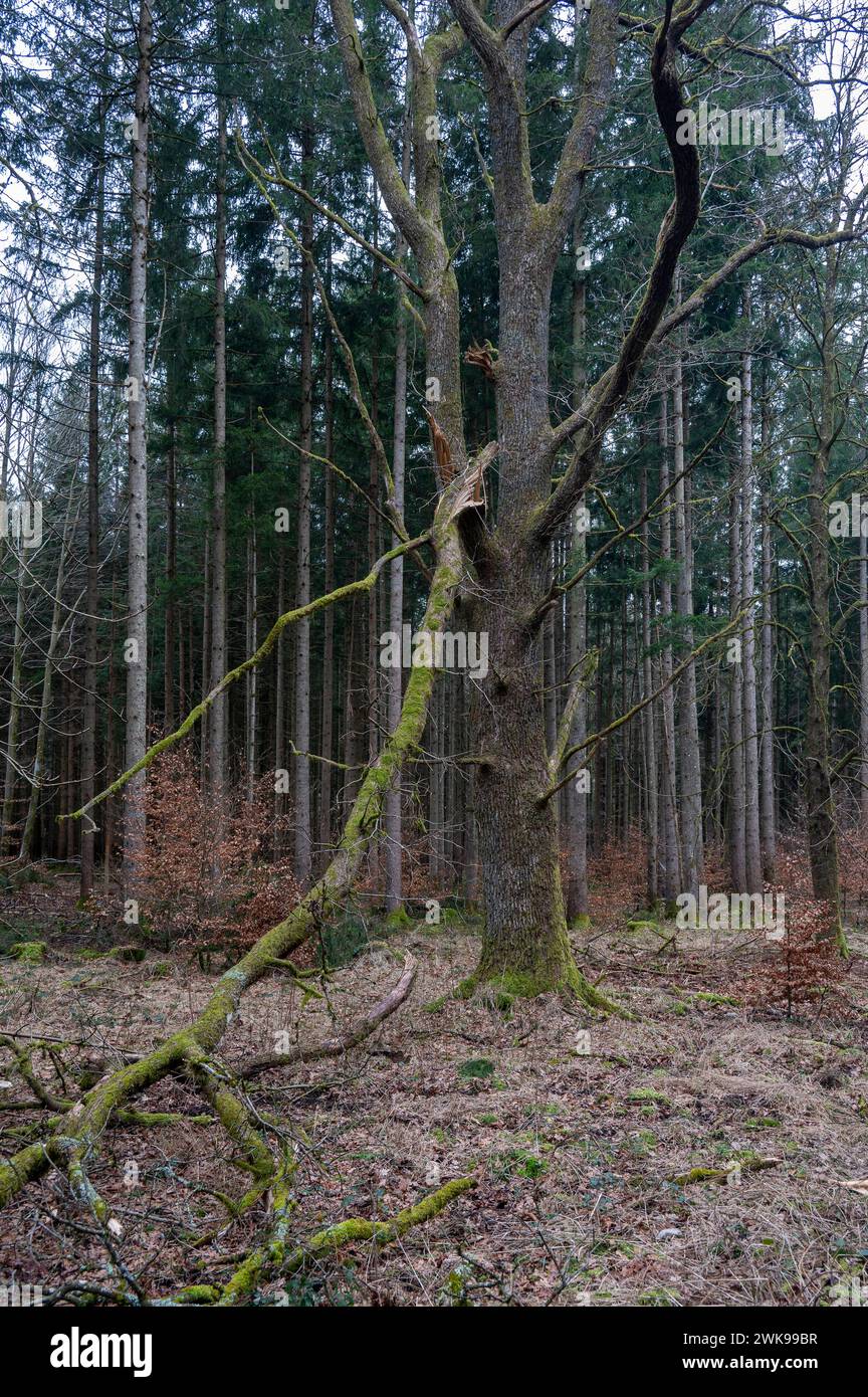 Ebersberger Forst, abgeknickter Stamm bei einer alten Eiche ...
