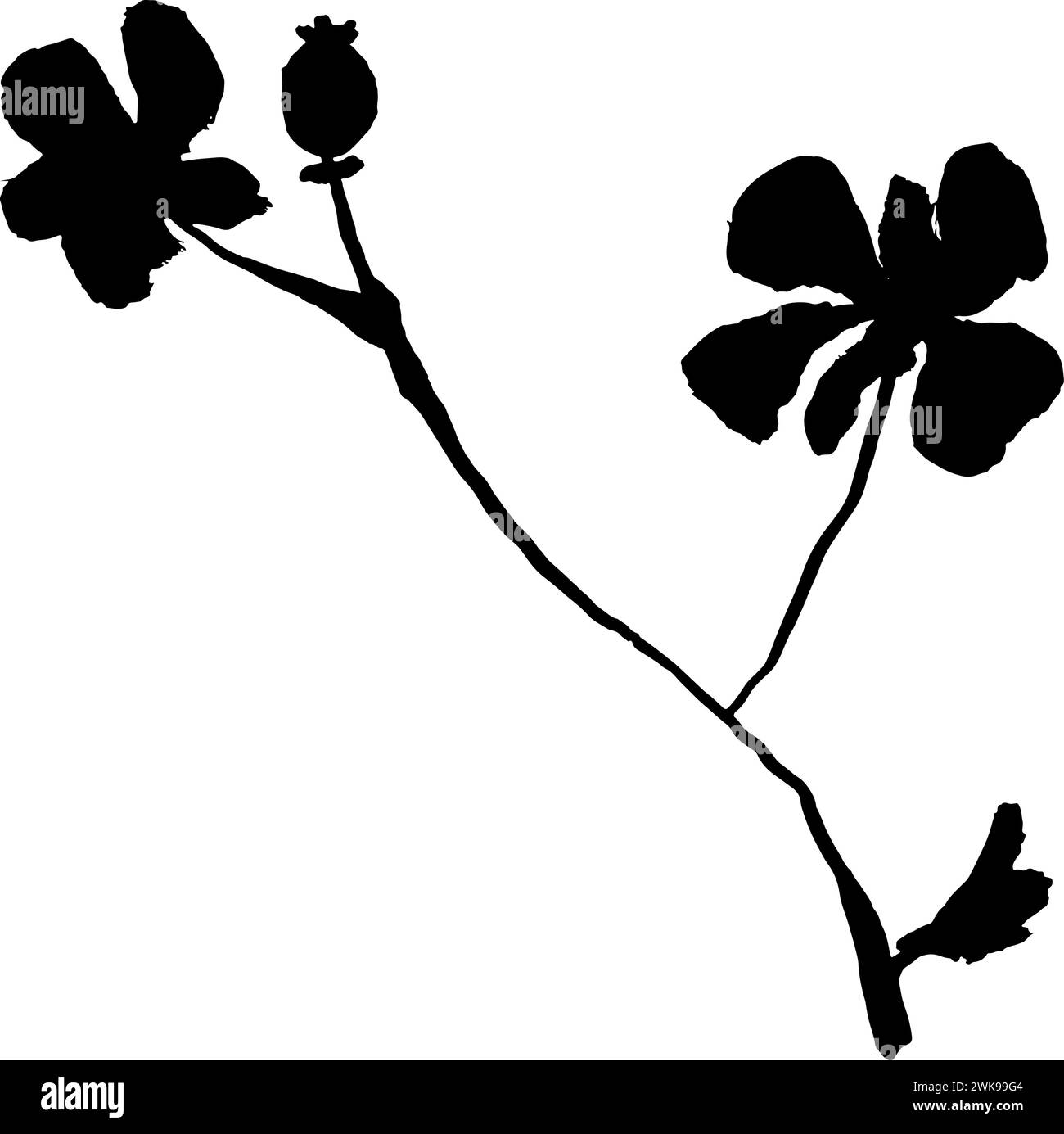 Hand drawn poppy blossom Black and White Stock Photos & Images - Alamy