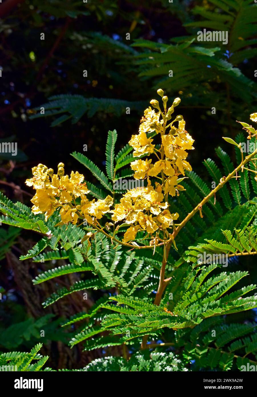Yellow flowers on tree (Peltophorum dubium Stock Photo - Alamy